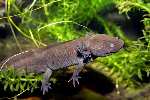 Prehistoric Beast of the Week: Salamander Power: A Tale of Regeneration