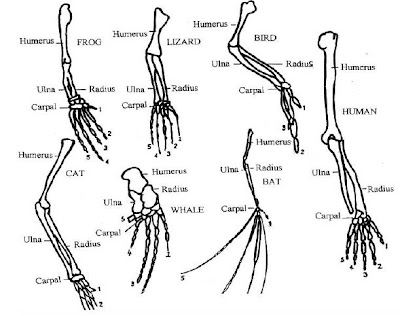 El Cuerpo Humano: extremidades