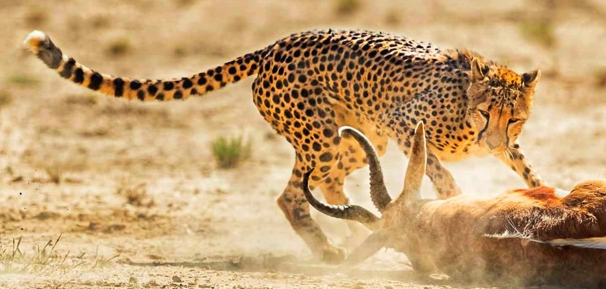 Oupa Storm se Bosstories: Jagluiperd