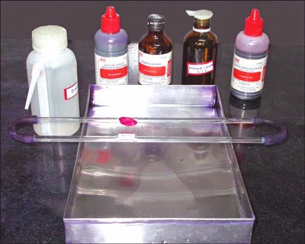 Staining Procedure for Rapid Identification of Fungi | Tuyenlab