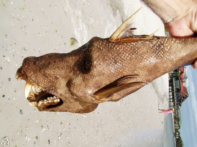 ** VIDA EN EL MAR **: UN PEZ COLMILLUDO