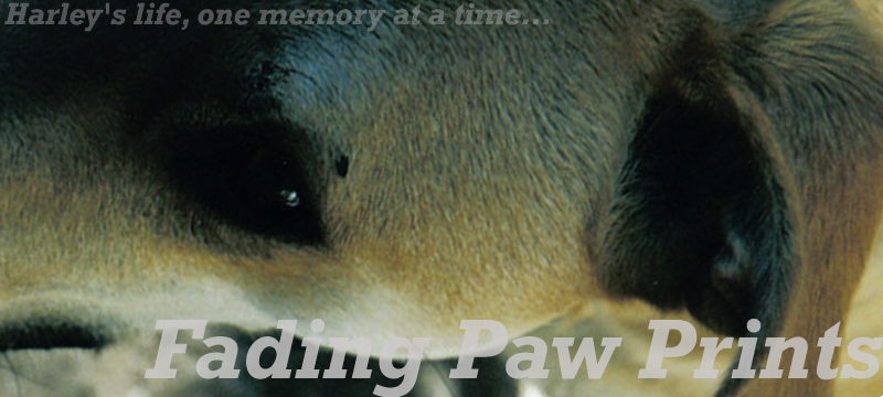Fading Paw Prints
