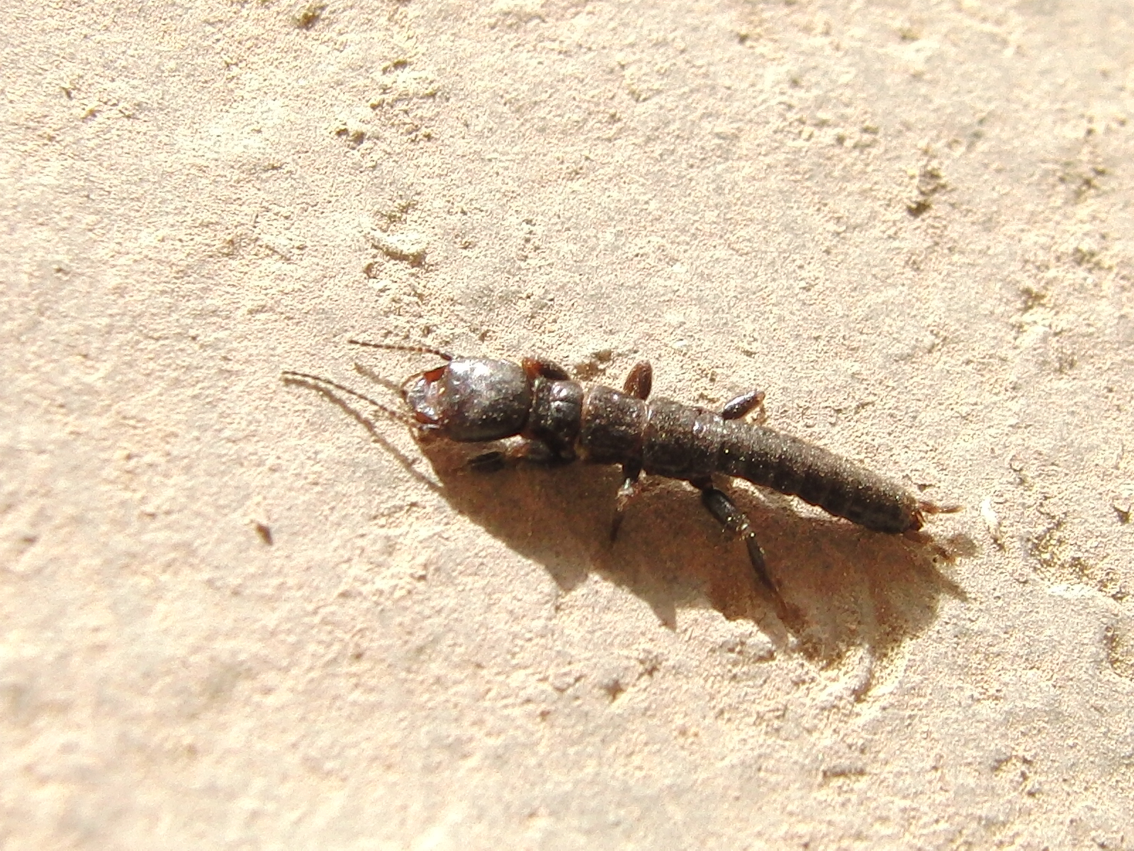 VILLENATURA: Embia sp