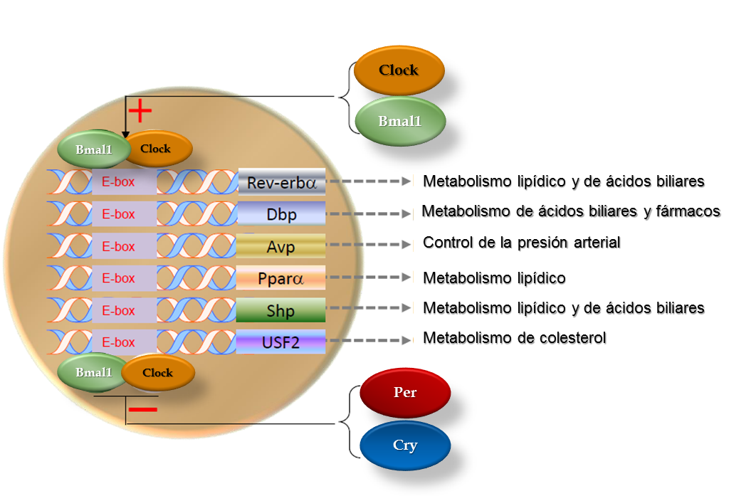 Entrenando con Cabeza: El reloj biológico (2ª parte): principales ...