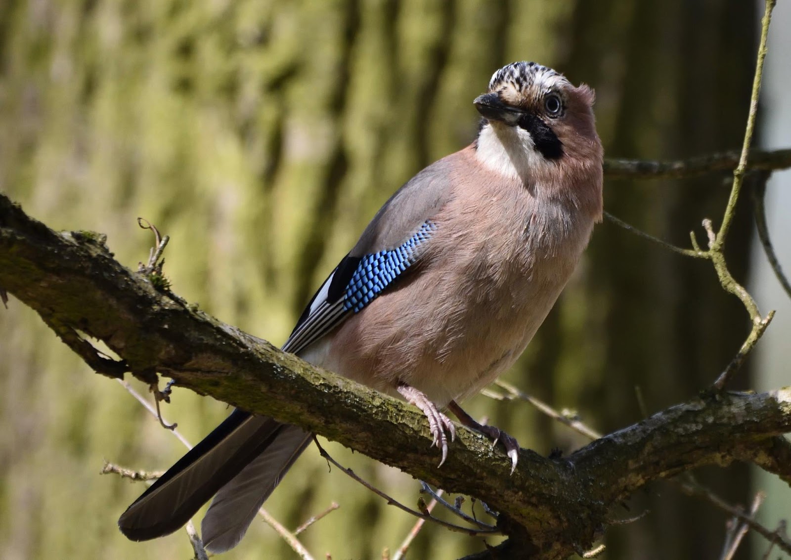 NAŠE ZAHRADY: Sojka obecná. Z živočichů loví hmyz, z hnízd jiných ptáků ...