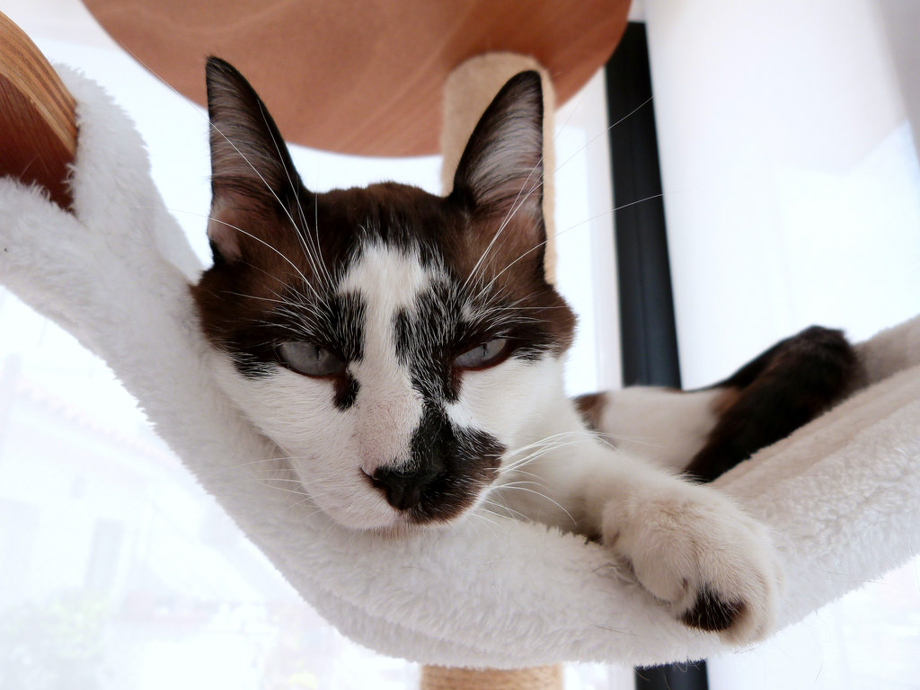 Synevovet - totul despre animalele de companie: iulie 2018