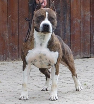 Medium-Sized Dog Breeds: American Staffordshire Terrier - Very Strong