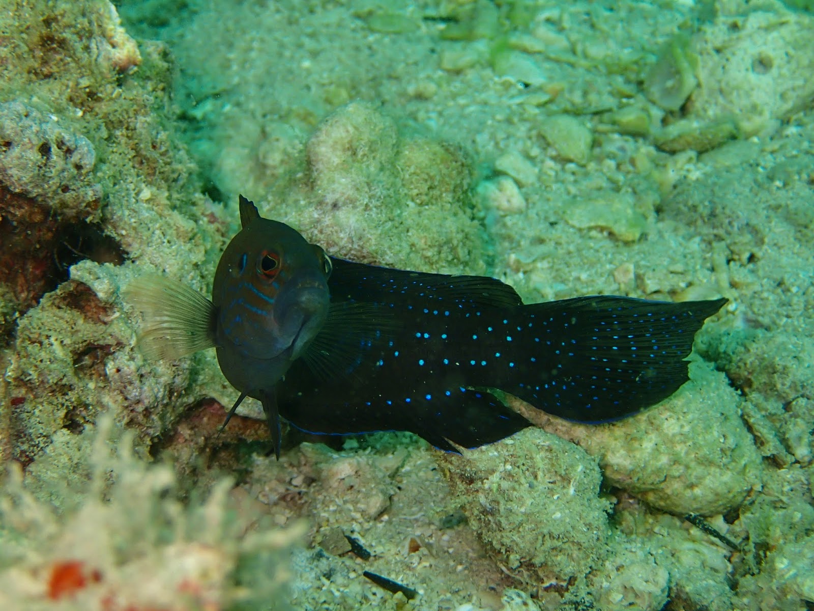 Athens Nature Journal: Kuwait: Near shore reefs