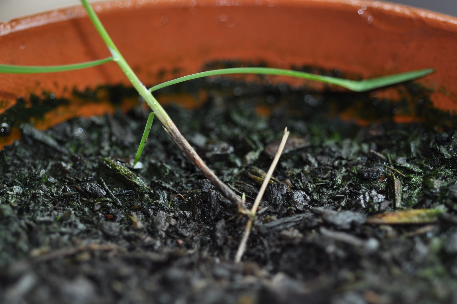 California Botany Blog: Ramet ‘germination’ in Poa sierrae