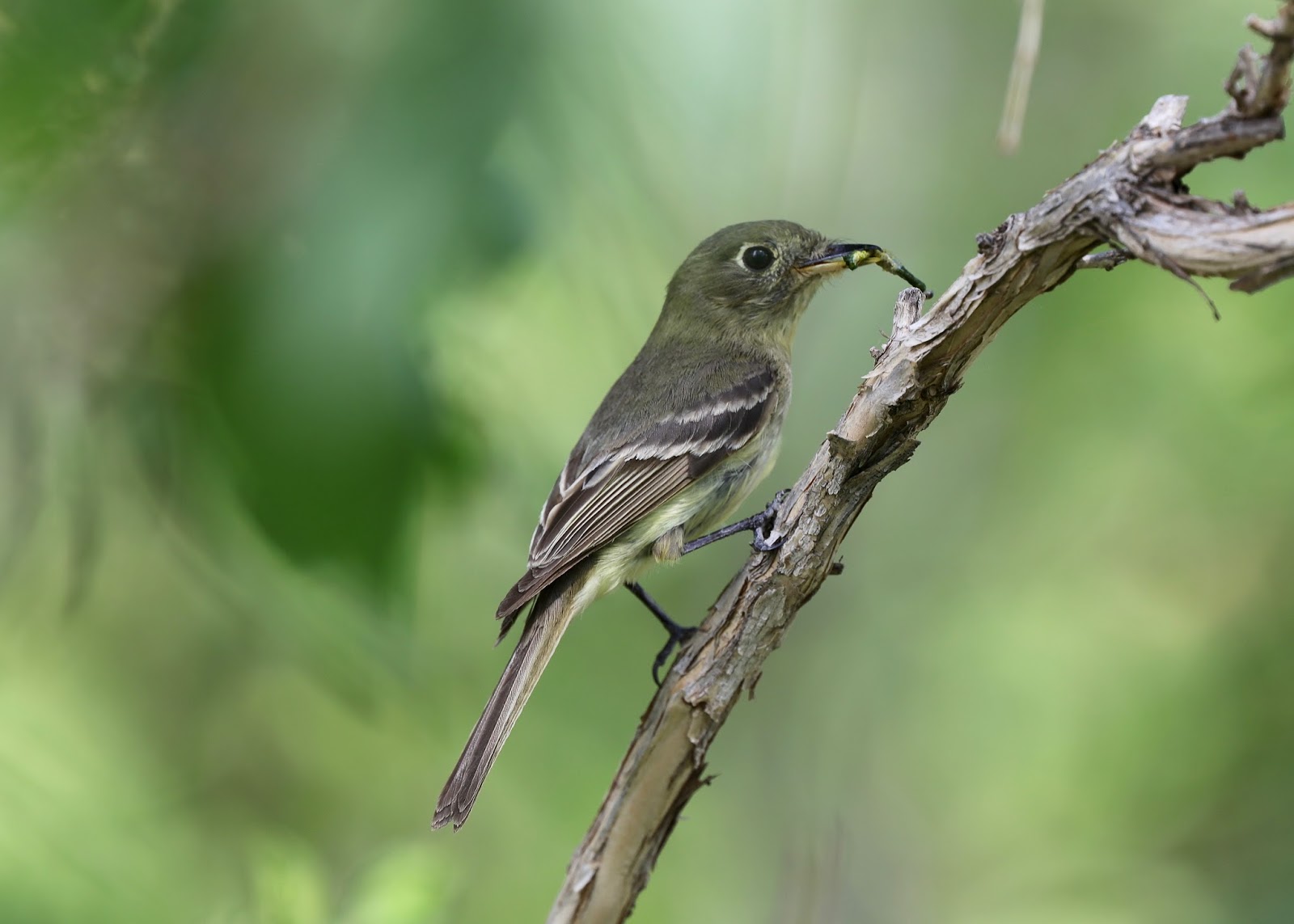 The Azure Gate: New Photos: Willow Flycatcher