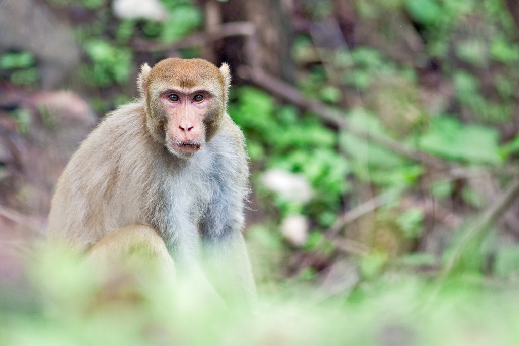 Mythology and Folklore UN-Textbook: Filipino Tales: The Monkey, the ...