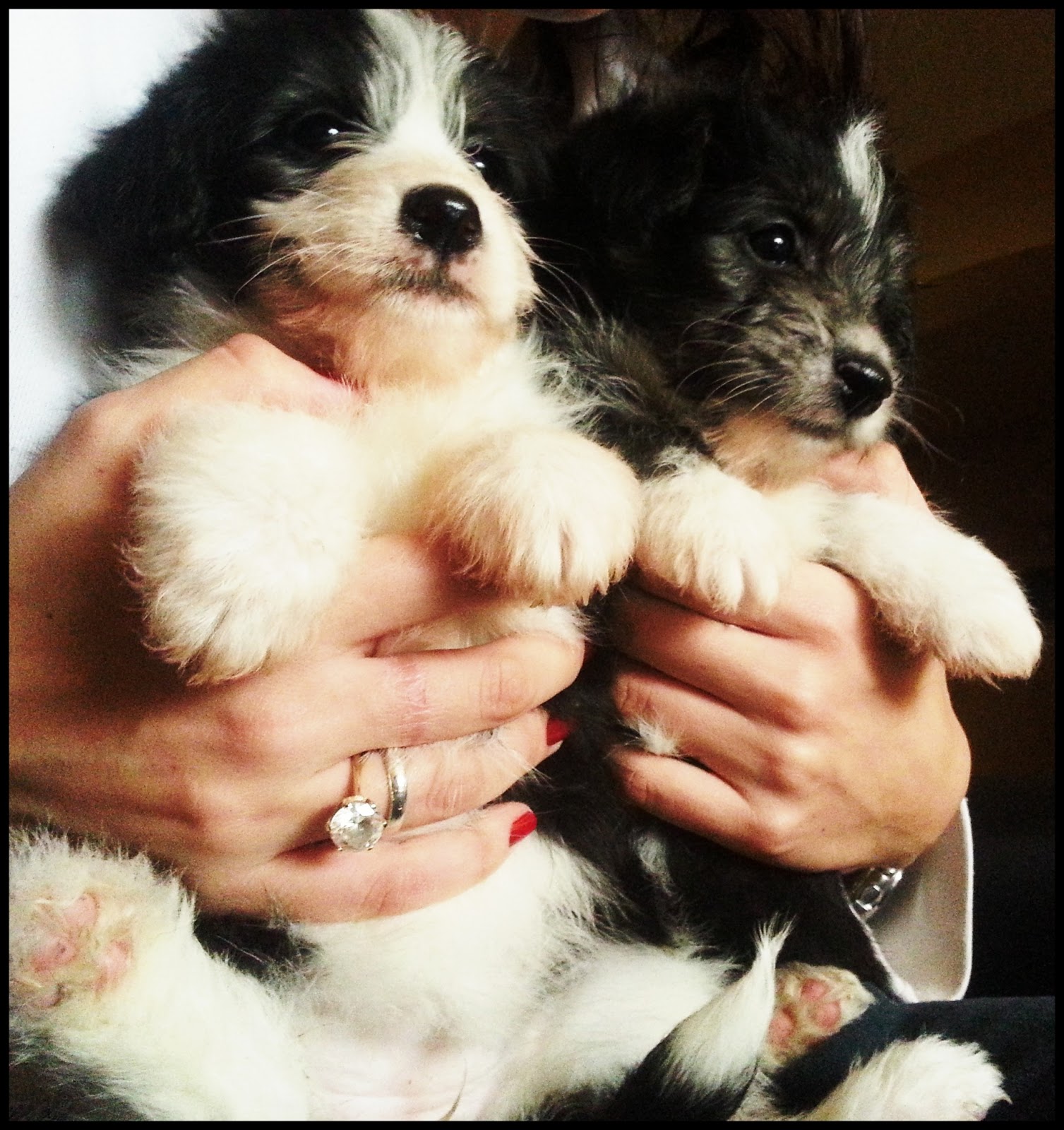 adoptieanimale.ro: metis bichon