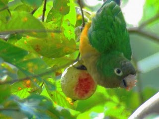 Aves do meu Tempo!: Maritaca