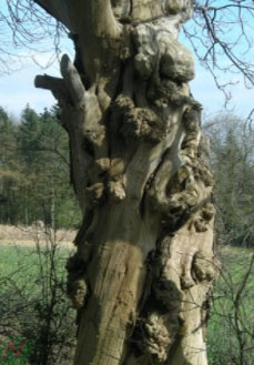 Tree & Plant Species Names & Images | Necessary Vocabulary - Necessary ...