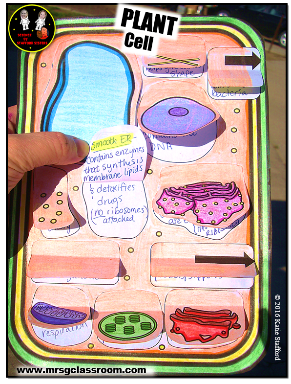 Mrs. G's Classroom: Interactive Notebook Bundle on CELLS