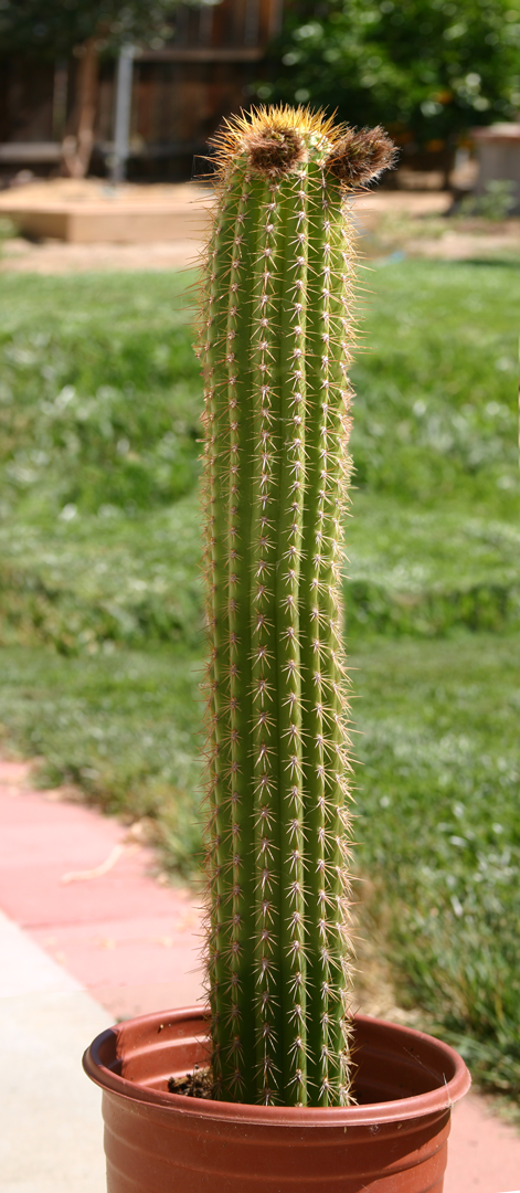 Wildomar Rap: • Golden Torch Cactus