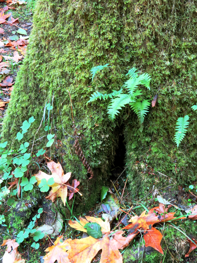 ramble & frolic: destination: fishhawk falls/ lee wooden county park ...