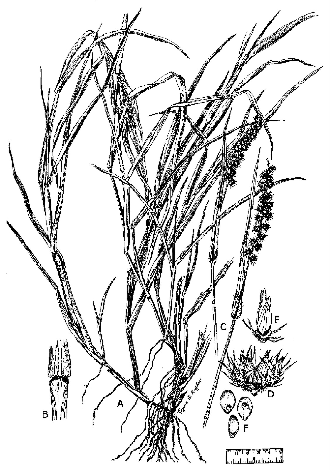 Malezas Comestibles: Cadillo