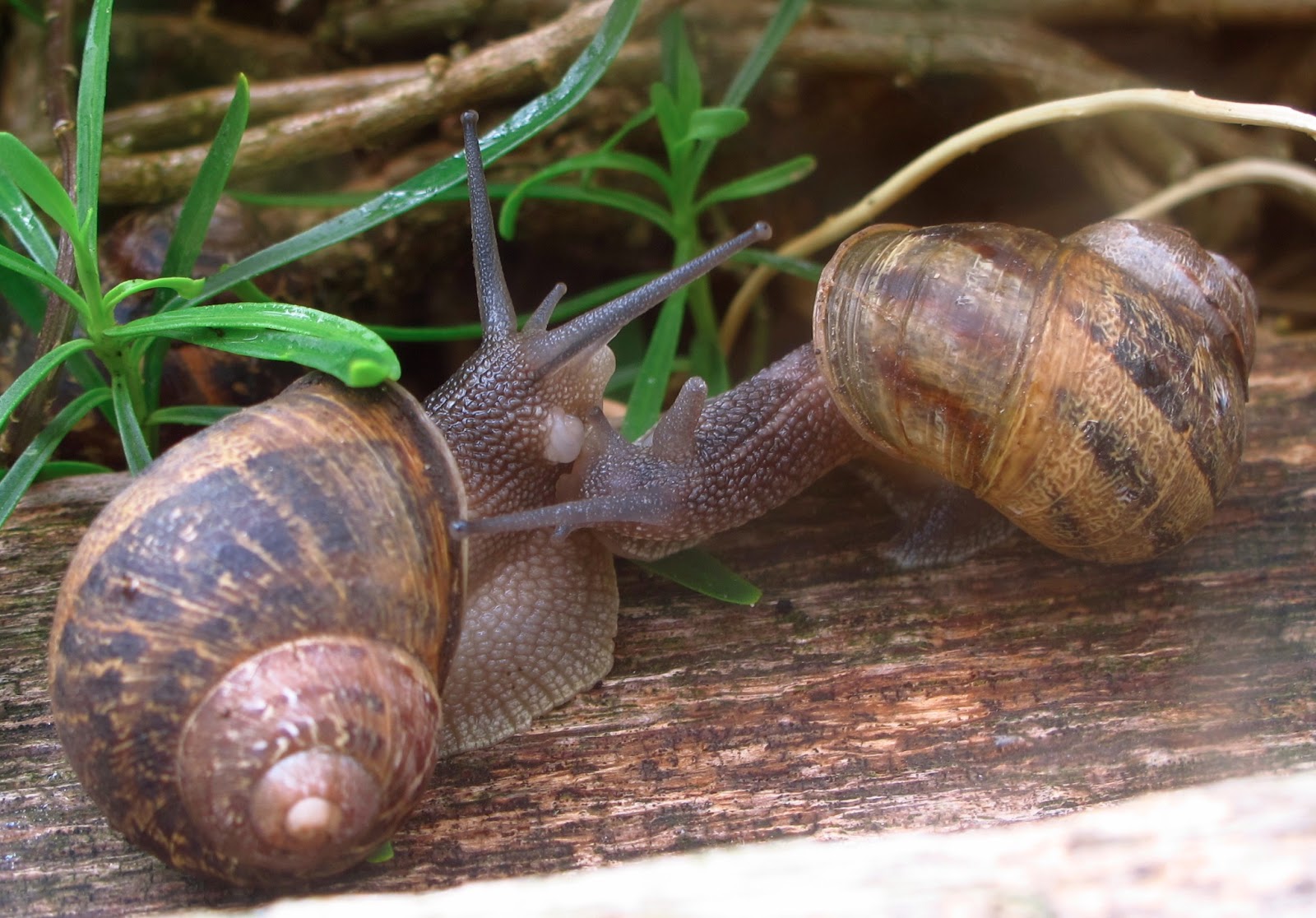 BugBlog: The courtship of garden snails