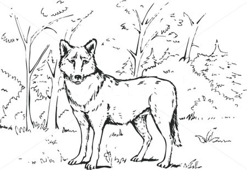 Set 10 Planse de colorat cu Animale de padure :: Fise de lucru ...