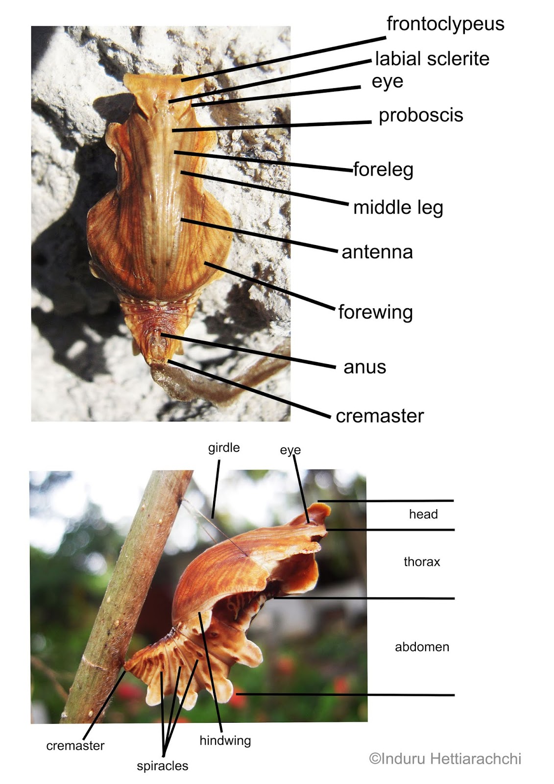 "Butterflies", Nature's Jewellery : 2019