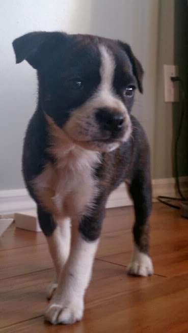 Know Thy Dog: BOJACK