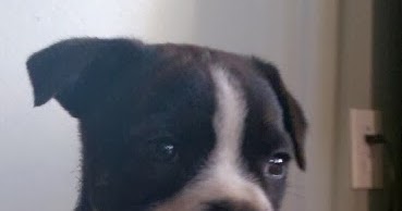 Know Thy Dog: BOJACK