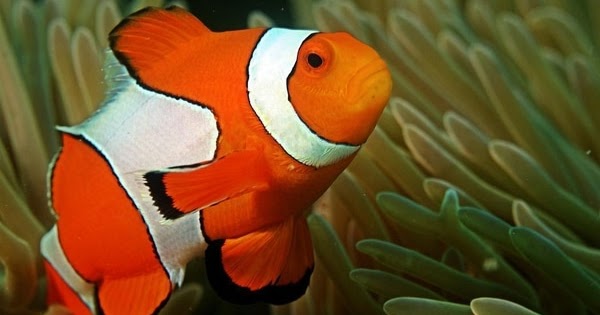 Los animales transexuales si existen y la ciencia lo confirma - Sabías ...