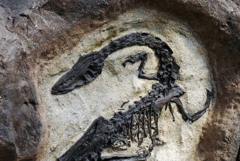 Volcanic Eruptions Triggered Dawn Of The Dinosaurs volcanic-eruptions-triggered-dawn-of-the-dinosaurs