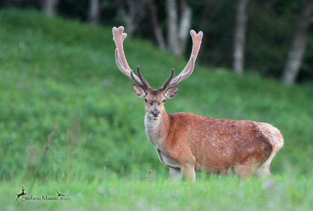 Stefano Mazzei wildlife photographer: Cervo Show ( palchi in velluto )