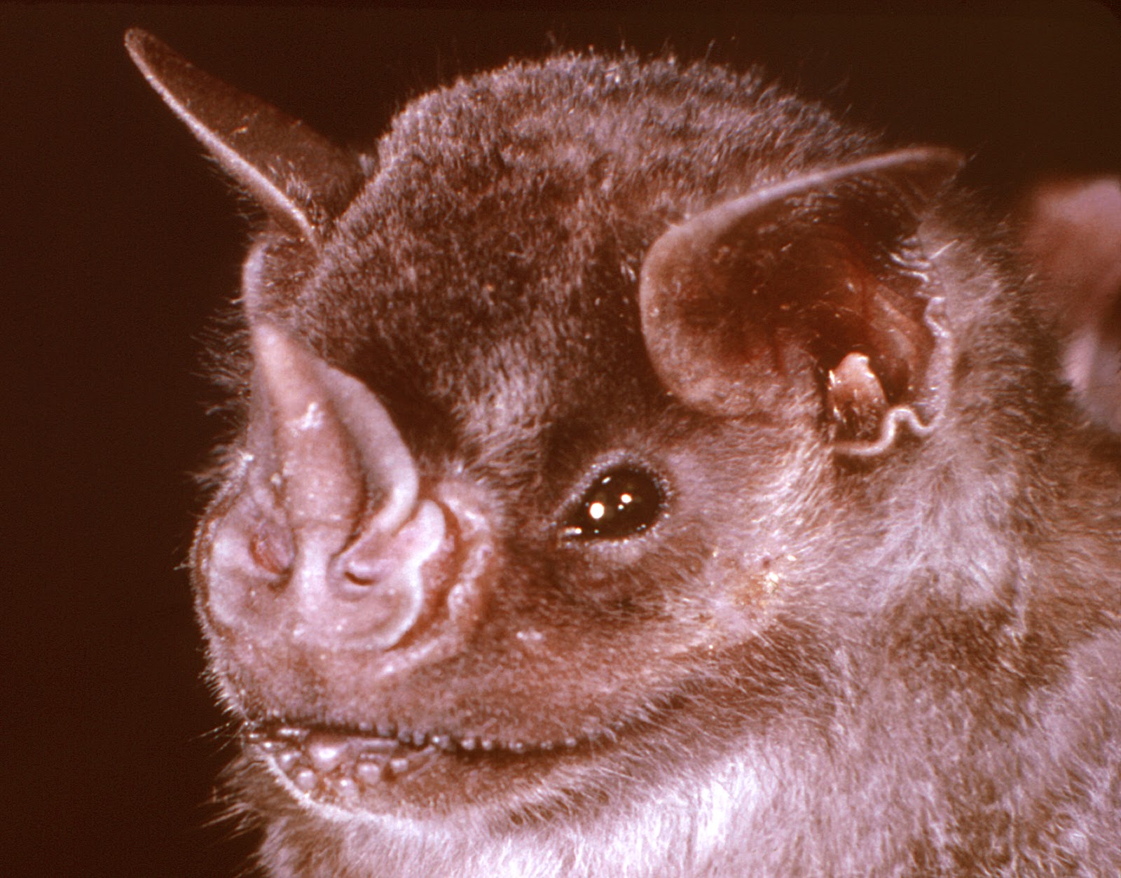 View From The Petri Dish: Impact of White-Nose Syndrome