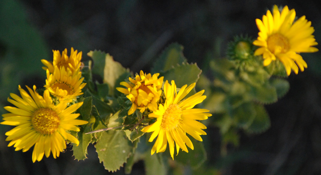 Gaia Garden: A Golden Bed for Pollinators