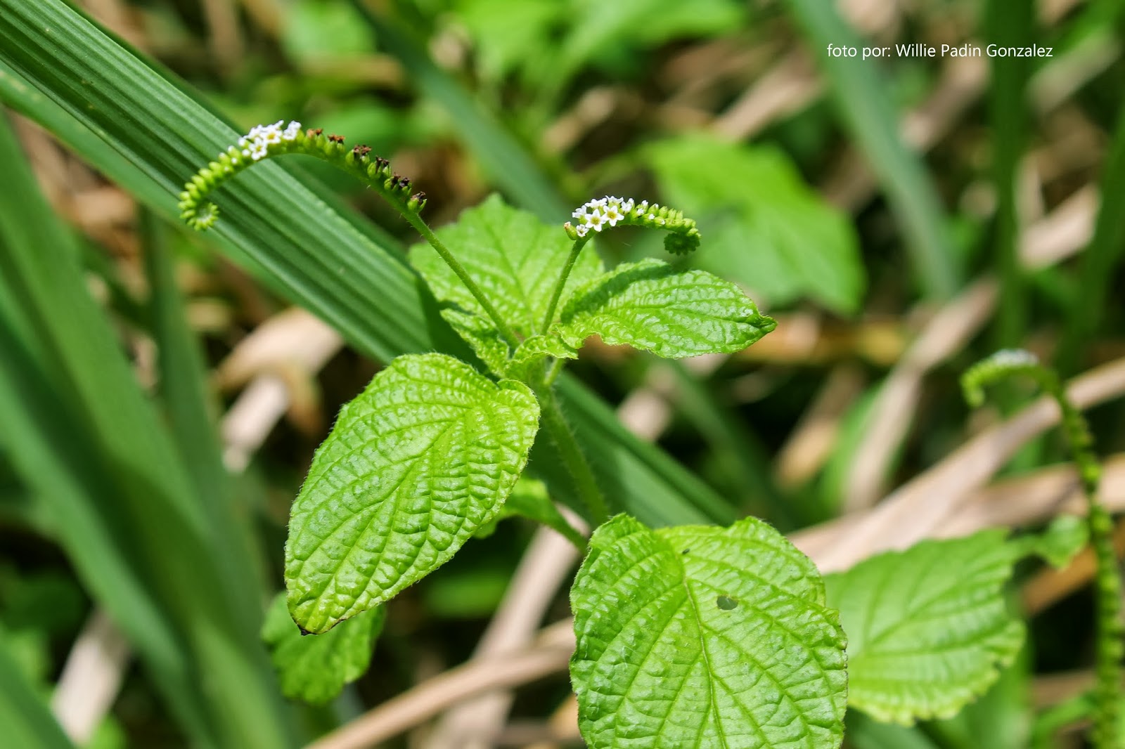 Flora de Puerto Rico Ilustrada Papo Vives: BORAGINACEAE HELIOSPERMUN ...