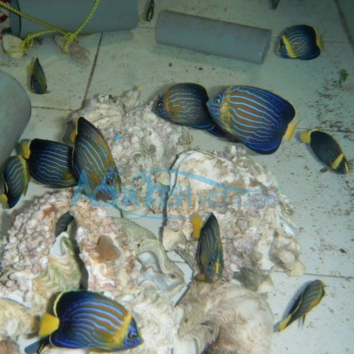 Marine Fish (AquaFishViet.com): Blueline Angelfish