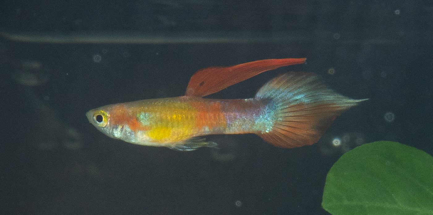 Guppy show Roth/Pfaffenhofen 2019 - Ralfs-Guppy-Blog