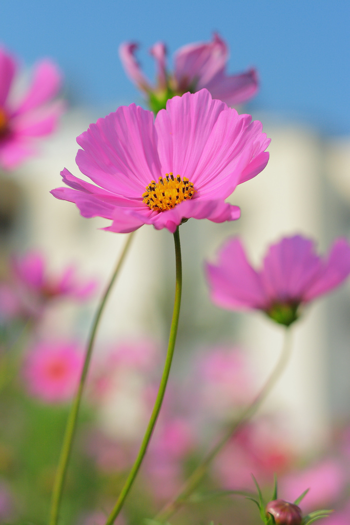 Flower Photography | Early Flower