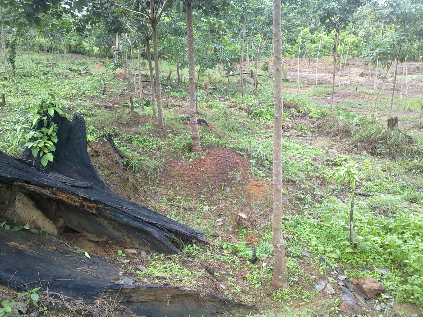 Lekir Agro: Projek 1 Tanaman Getah