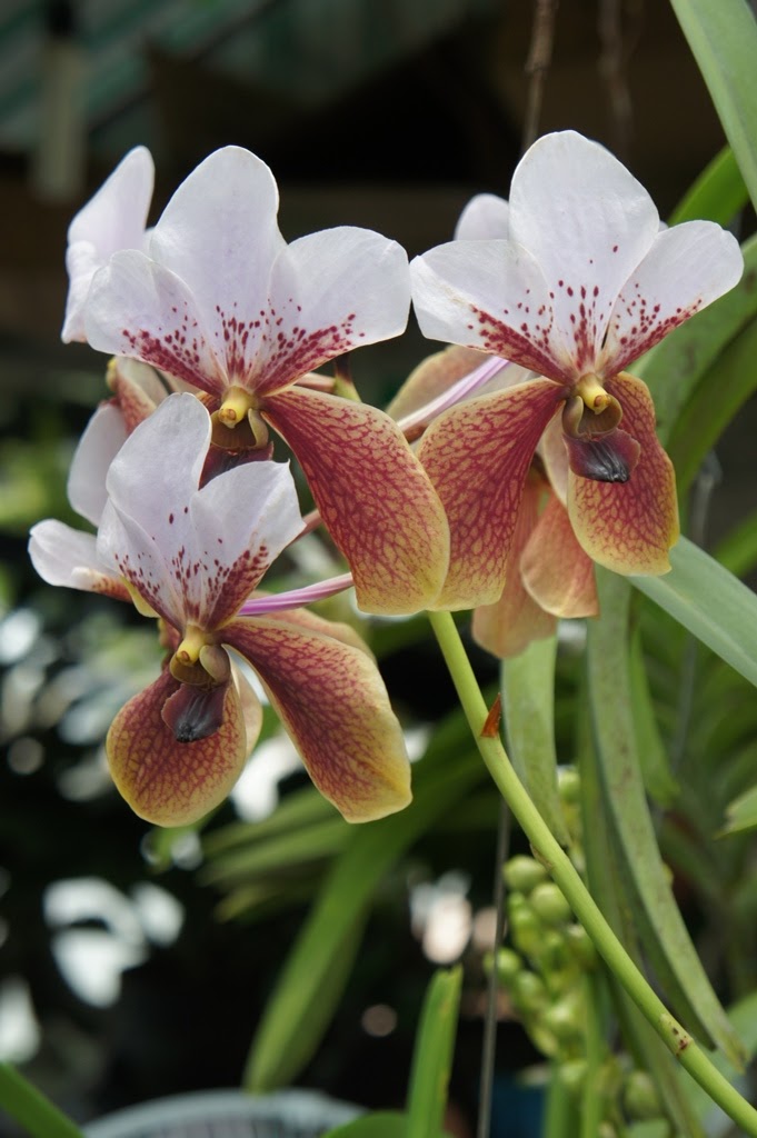 OUR PHILIPPINE TREES: Kali-kaliwang Waling-waling