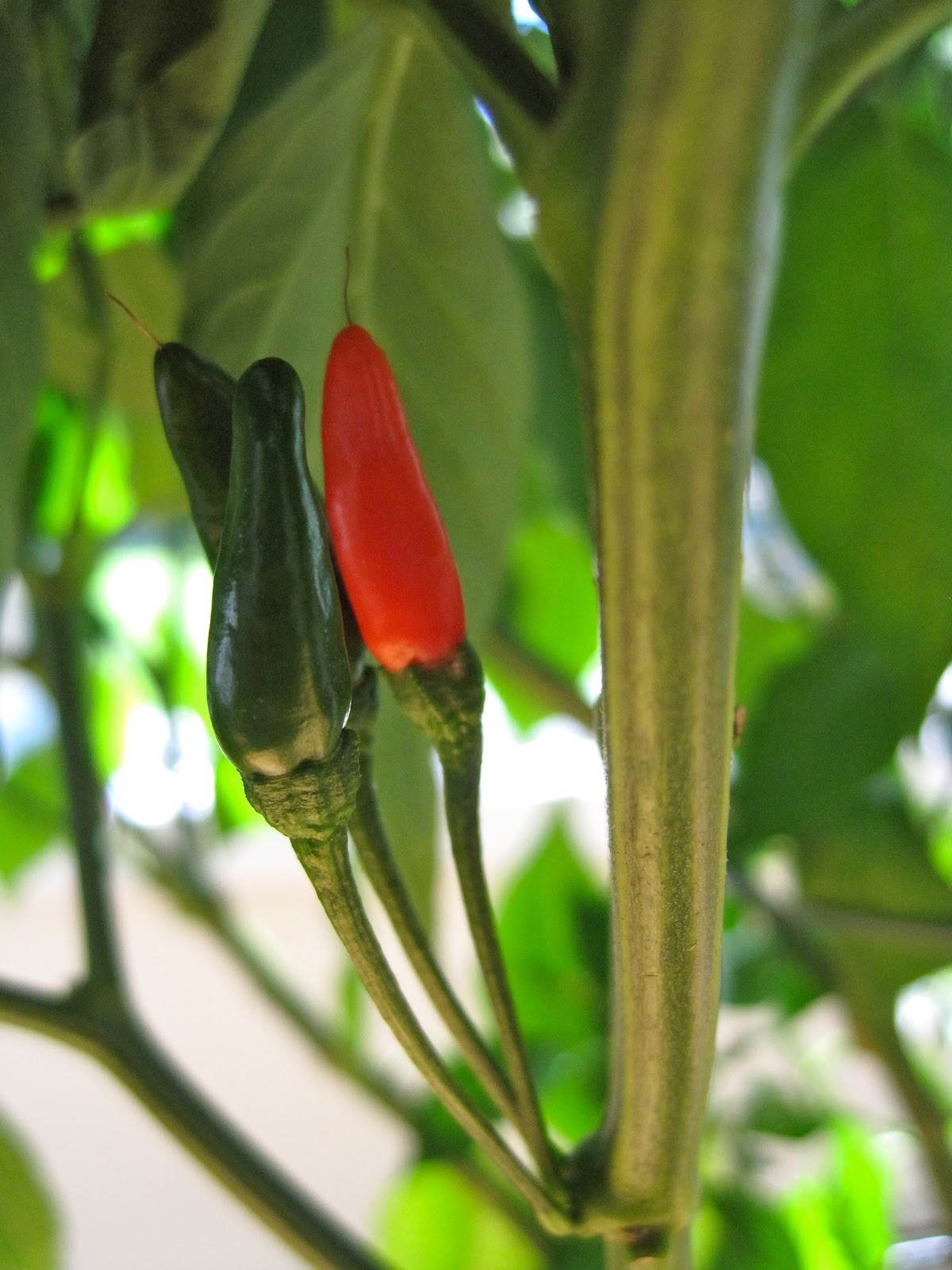 WORLD TOMATOES: Siling Labuyo