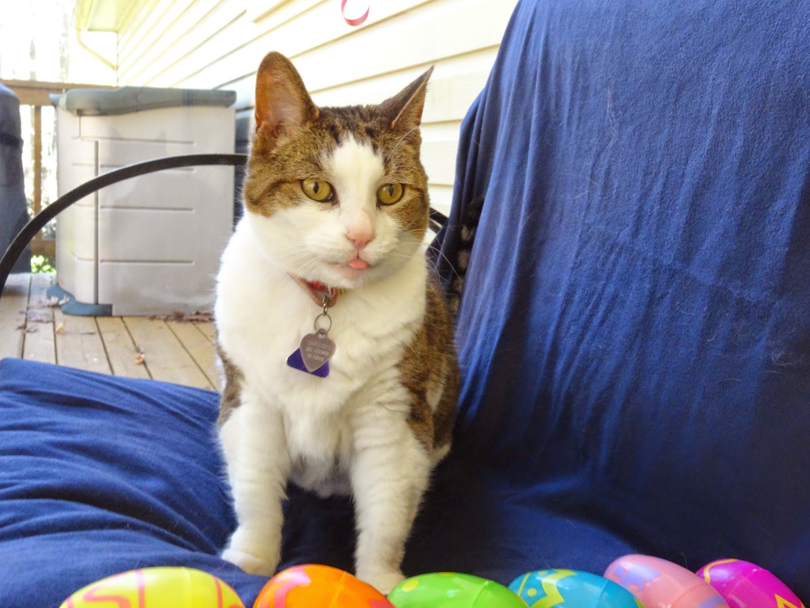 Love, Joy and Peas: Funny Easter Cat Photos Featuring Snickers the Cat