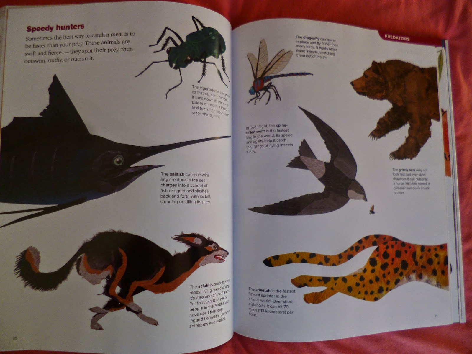 On the stripey couch on a Saturday morning: The Animal Book by Steve ...