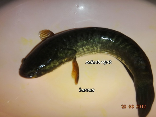 PHOTOGRAPHY, SNAP AND SHARE: ikan haruan