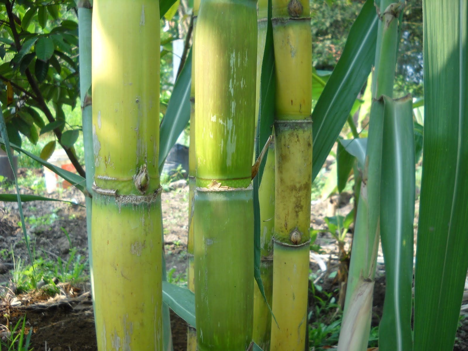 KENALI POKOK SAYANGI POKOK: TEBU