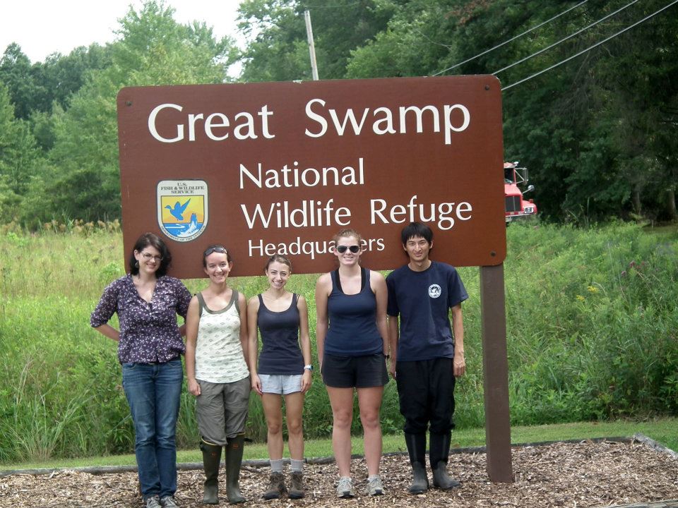 Bat Internship at Great Swamp NWR