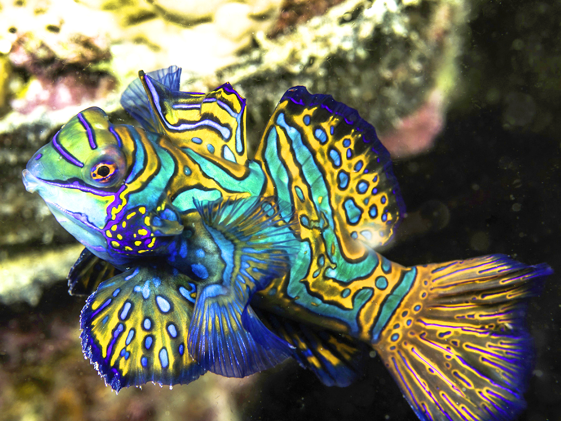 Indonesian Folklore (Folklor Indonesia): Nini and the Fish Princess