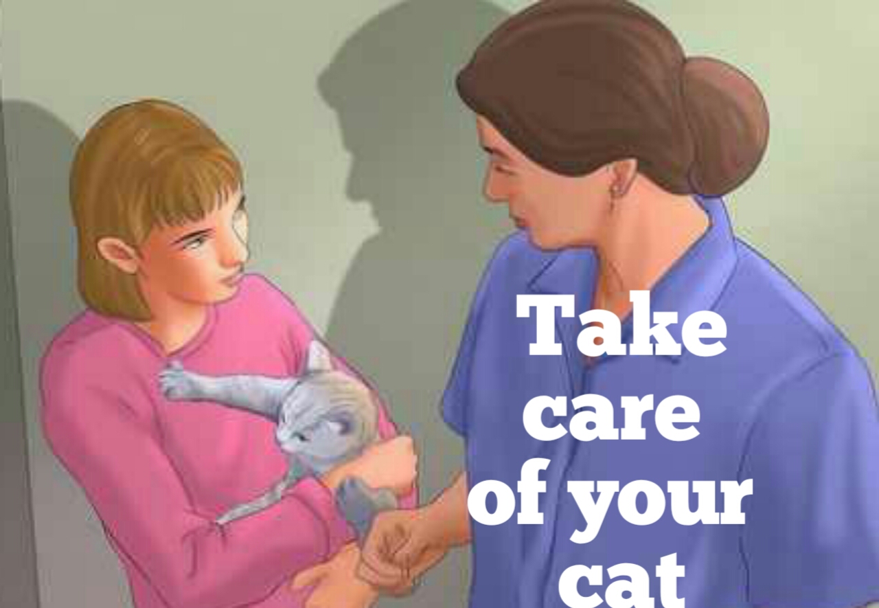 The pets care : Easily take care of your cat