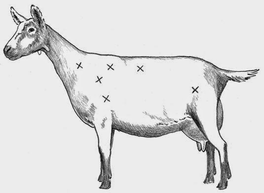 Spain Farms: How to Give Your Goat an Injection