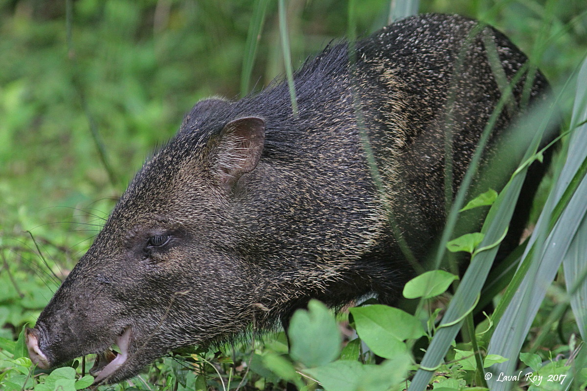Des oiseaux sur ma route: Pécari à collier / Pecari tajacu bangsi ...