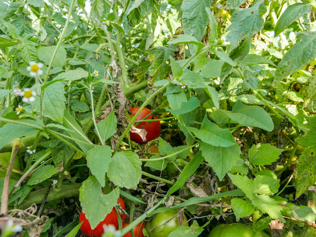 365 Vibrant Life Challenge