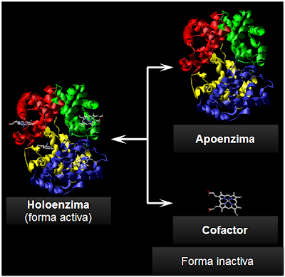 B.log.ia 2.0: Enzimas: naturaleza química y estructura